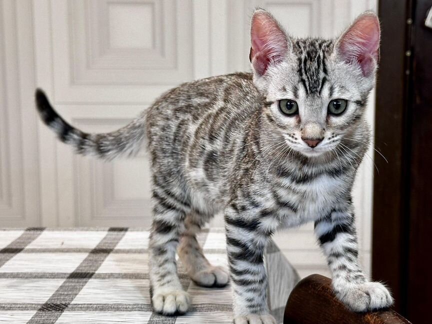 Серебристая бенгалка