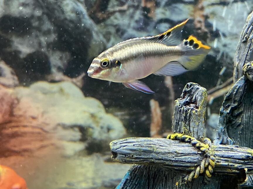 Пельвикахромис (попугай)