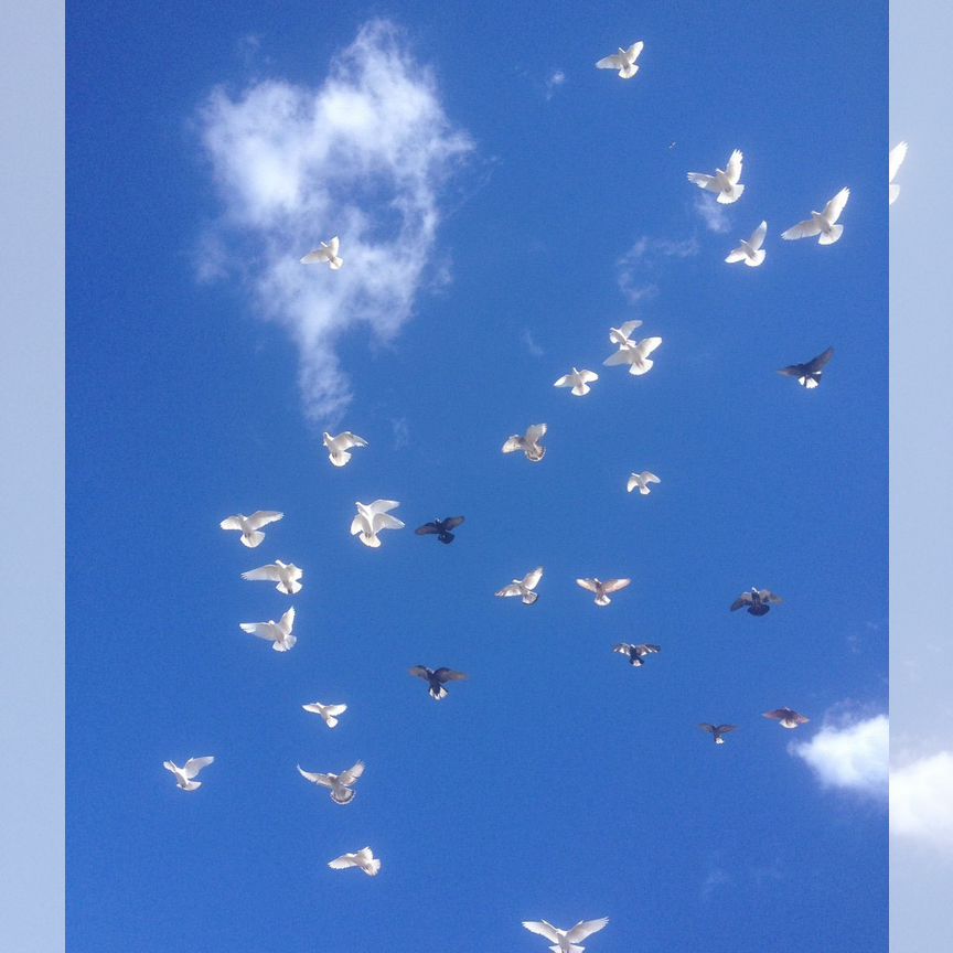 Продажа голубей