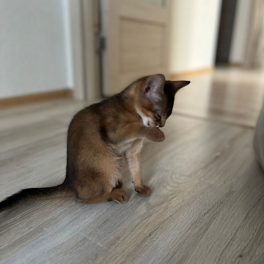 Абиссинские котята