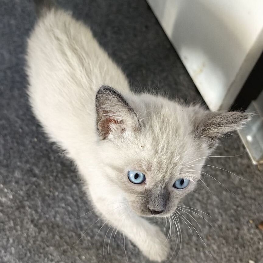 Сиамский котёнок