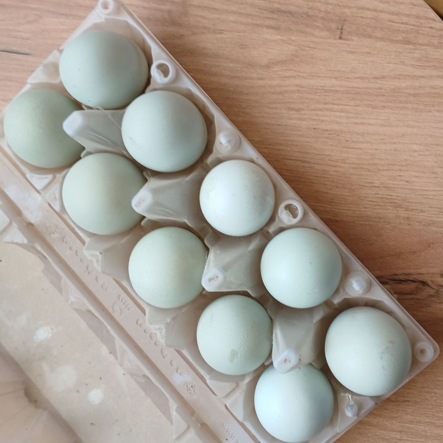 Инкубационное яйцо, амераукана, лаванда