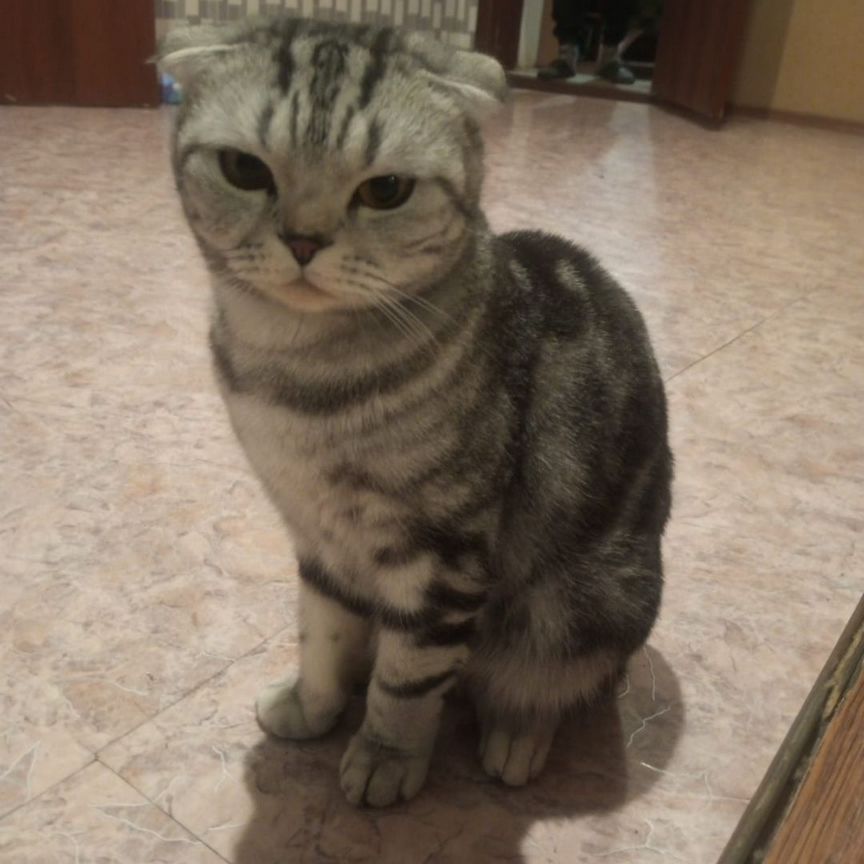 Британская вислоухая кошечка