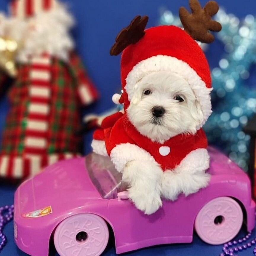 Щенки мальтезе мальчик