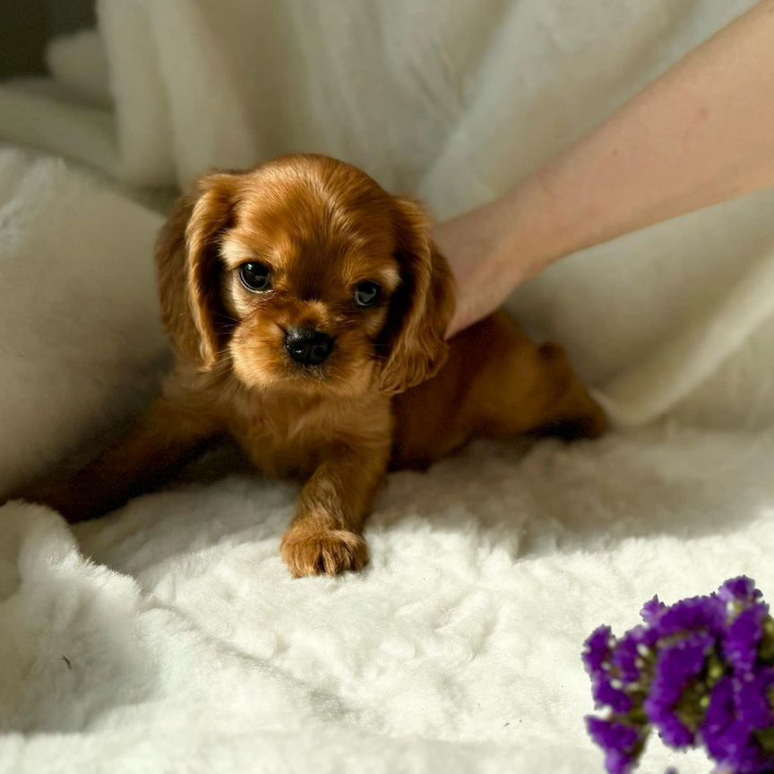 Кавалер кинг чарльз спаниель, мальчик рубин