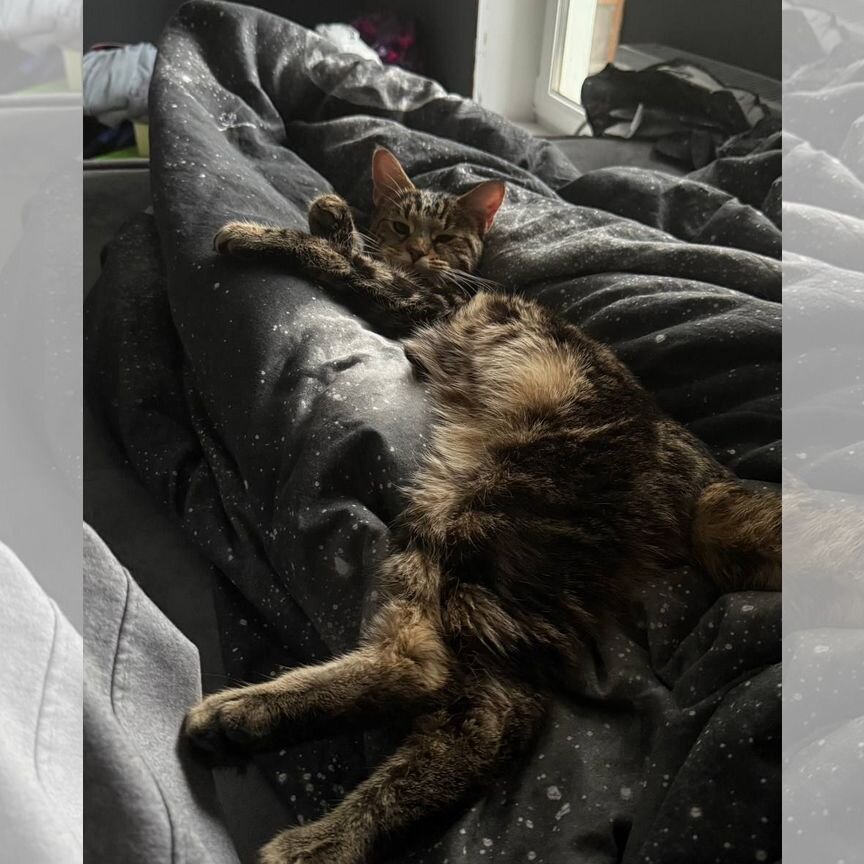 Взрослая, Девочка кошка в добрые руки