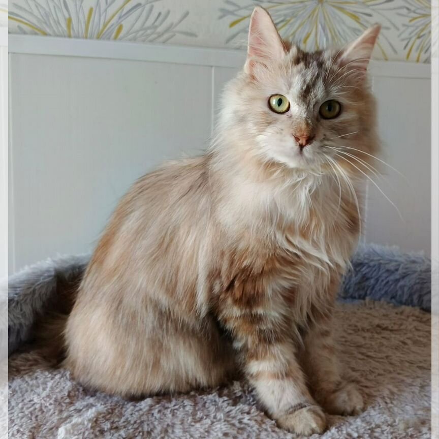 Кошка Курильский бобтейл