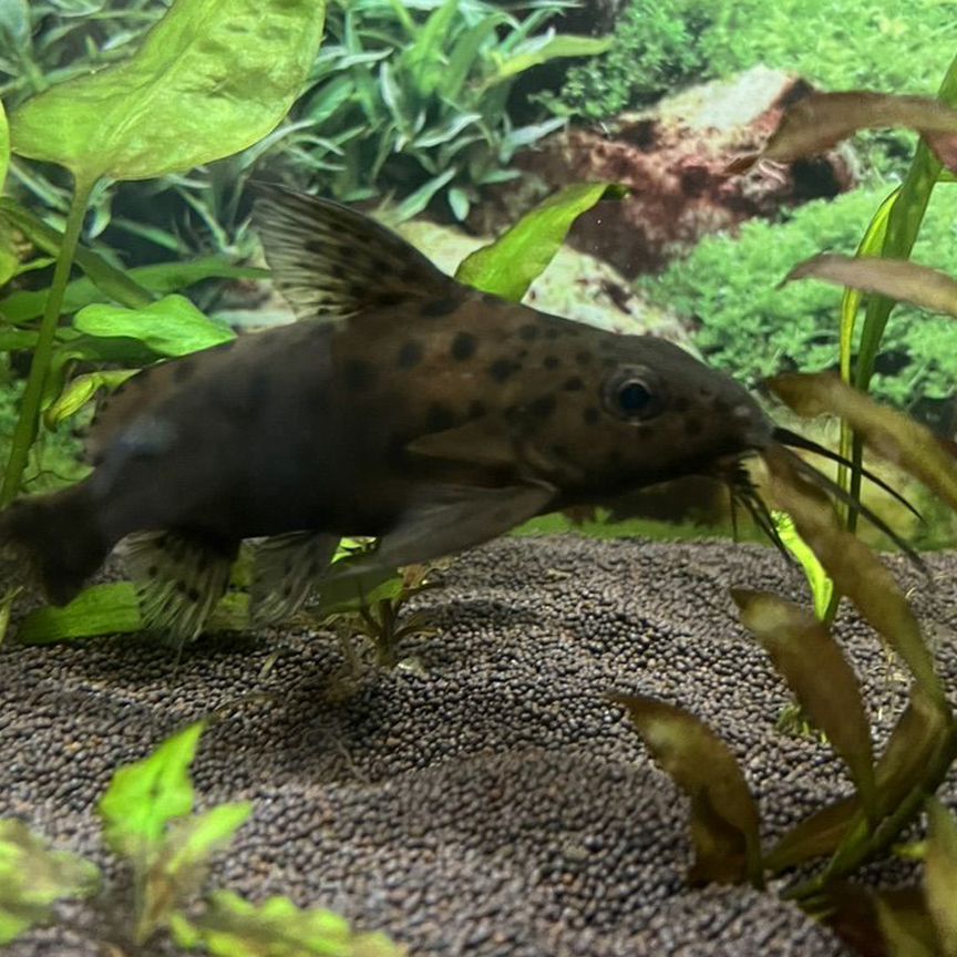 Сом синодонтис (перевёртыш) 20-22см