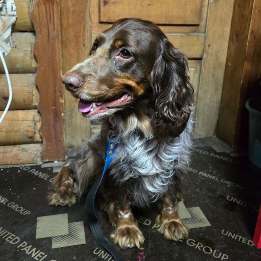 Русский охотничий спаниель, взрослый пёс