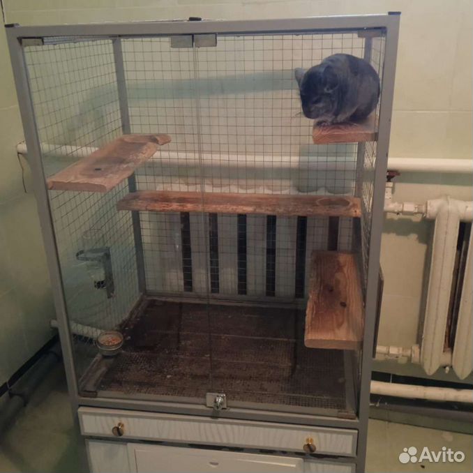 Шиншилла в добрые руки