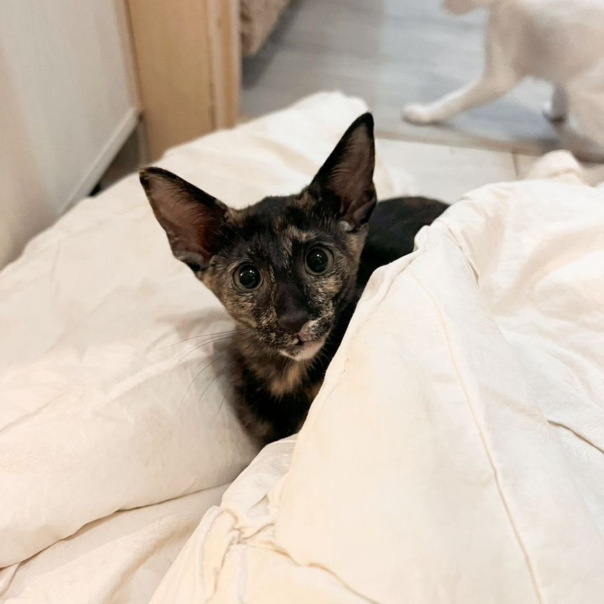 Ориентальная девочка