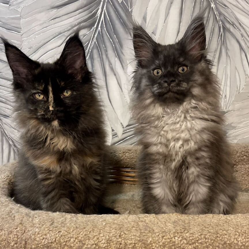 Мейн-кун котёнок