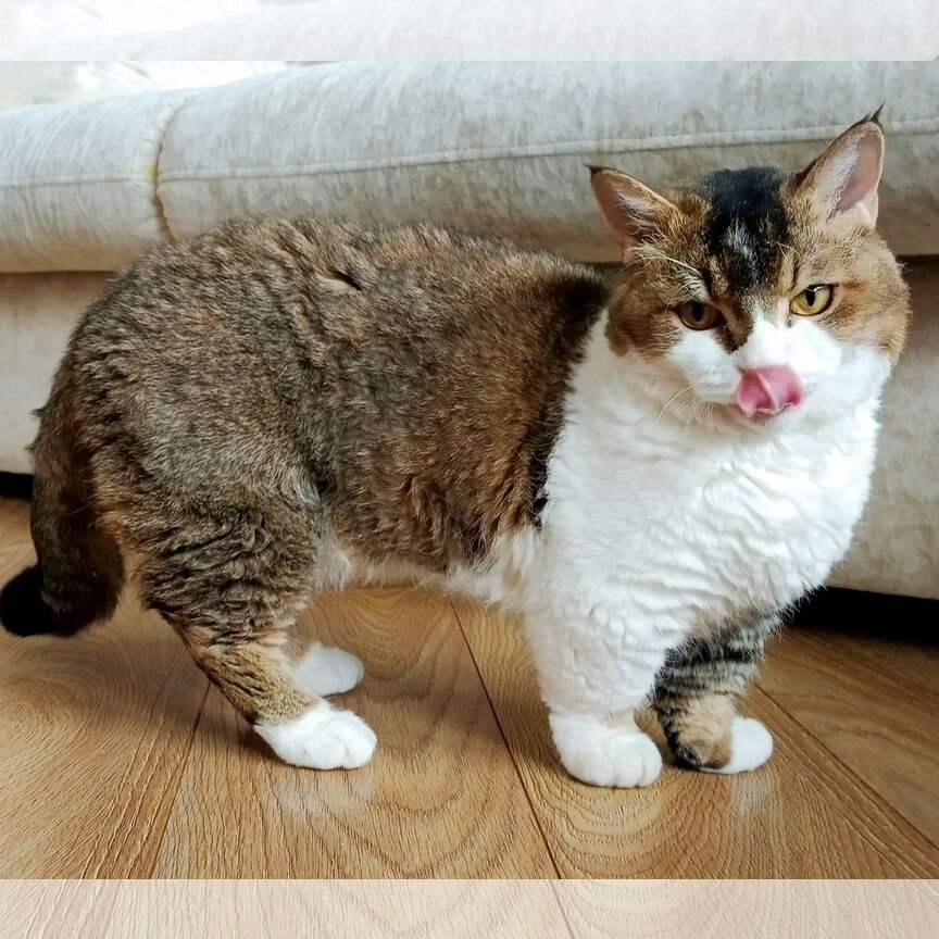 Не котенок – кот Олег