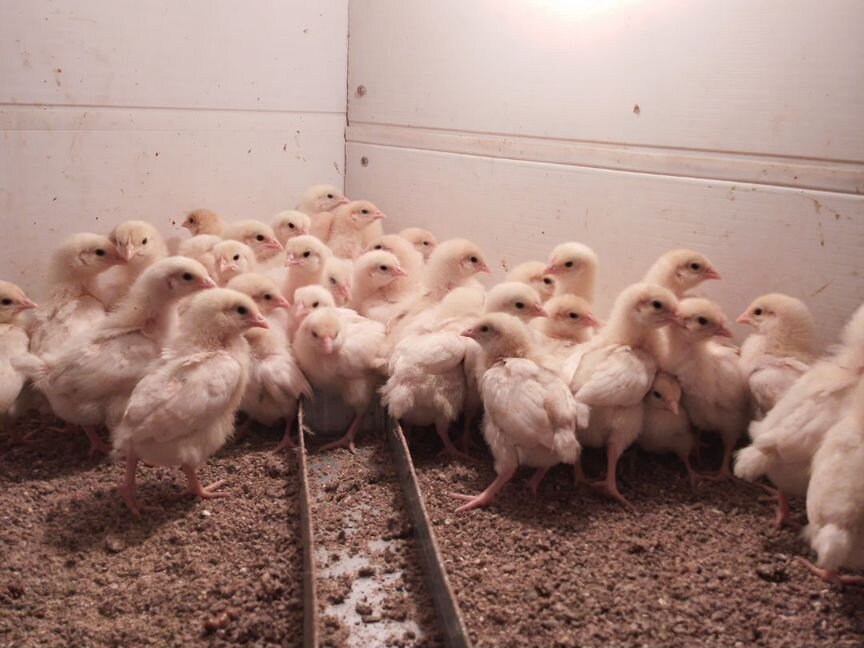 Куры цыплята