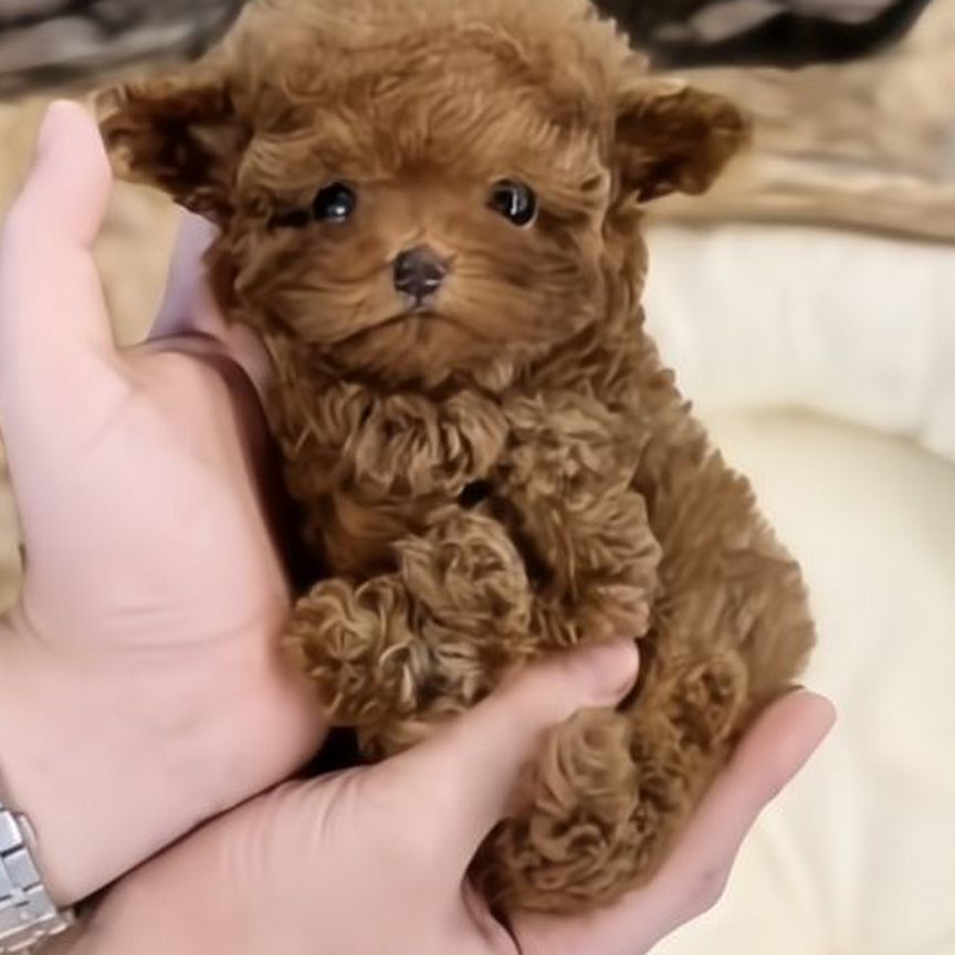 Мальтипу, щенок