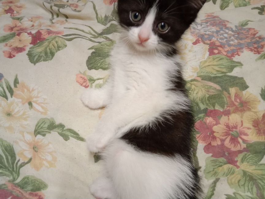 Котята, милашки