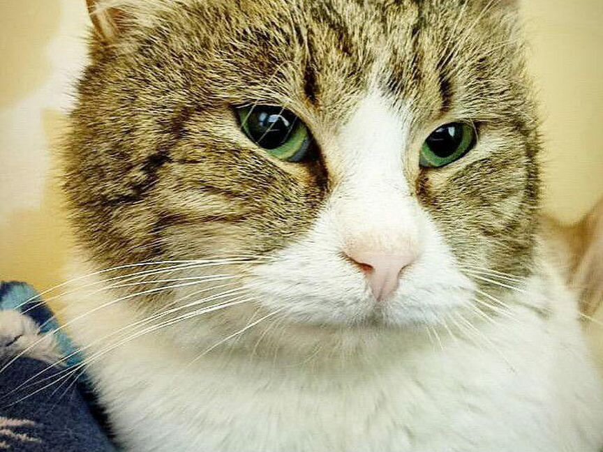 Котик в заботливые руки