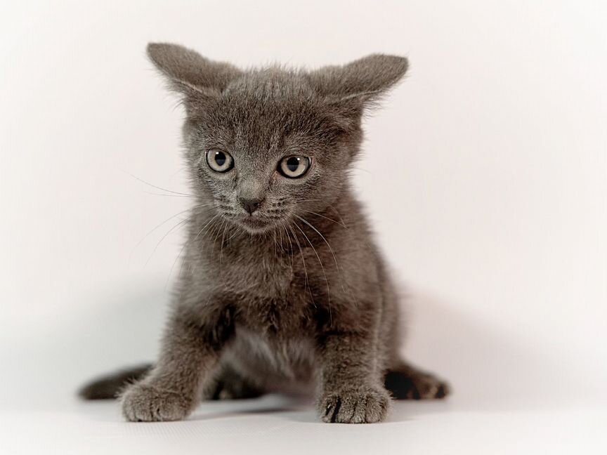 Дымчатая малышка ищет родителей 2 мес