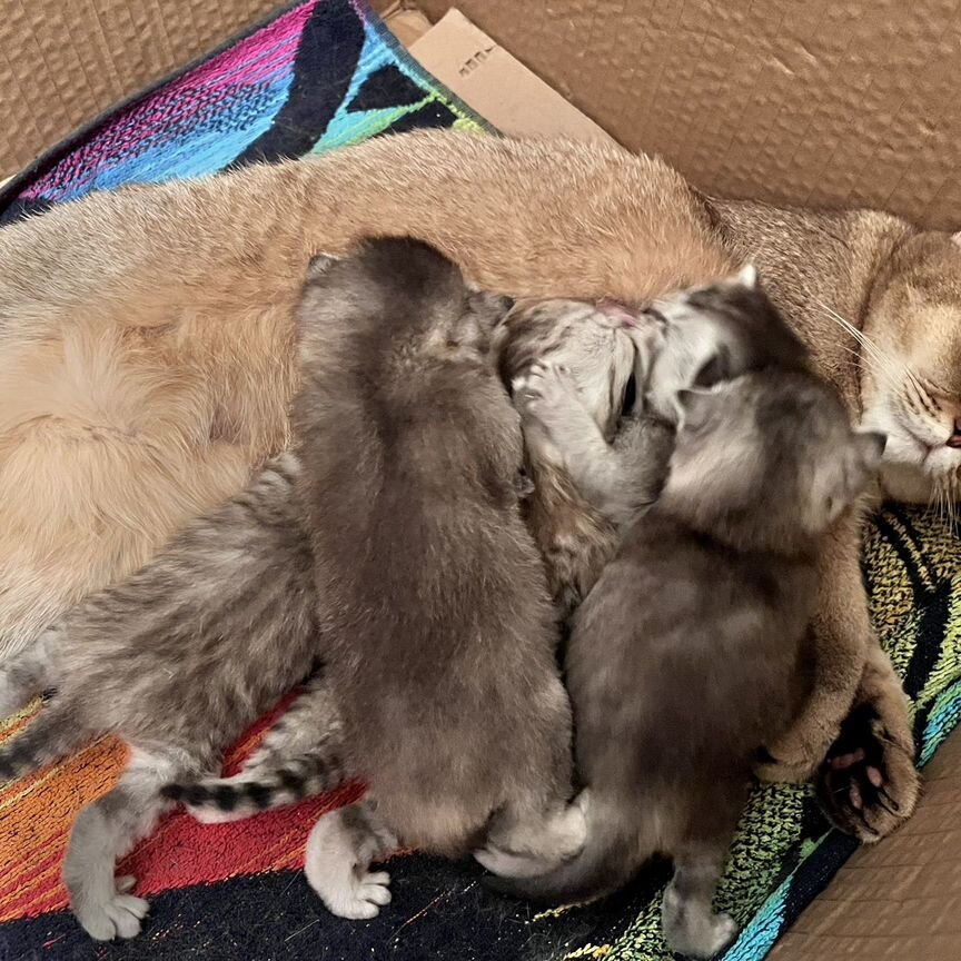 Котята золотой шиншиллы