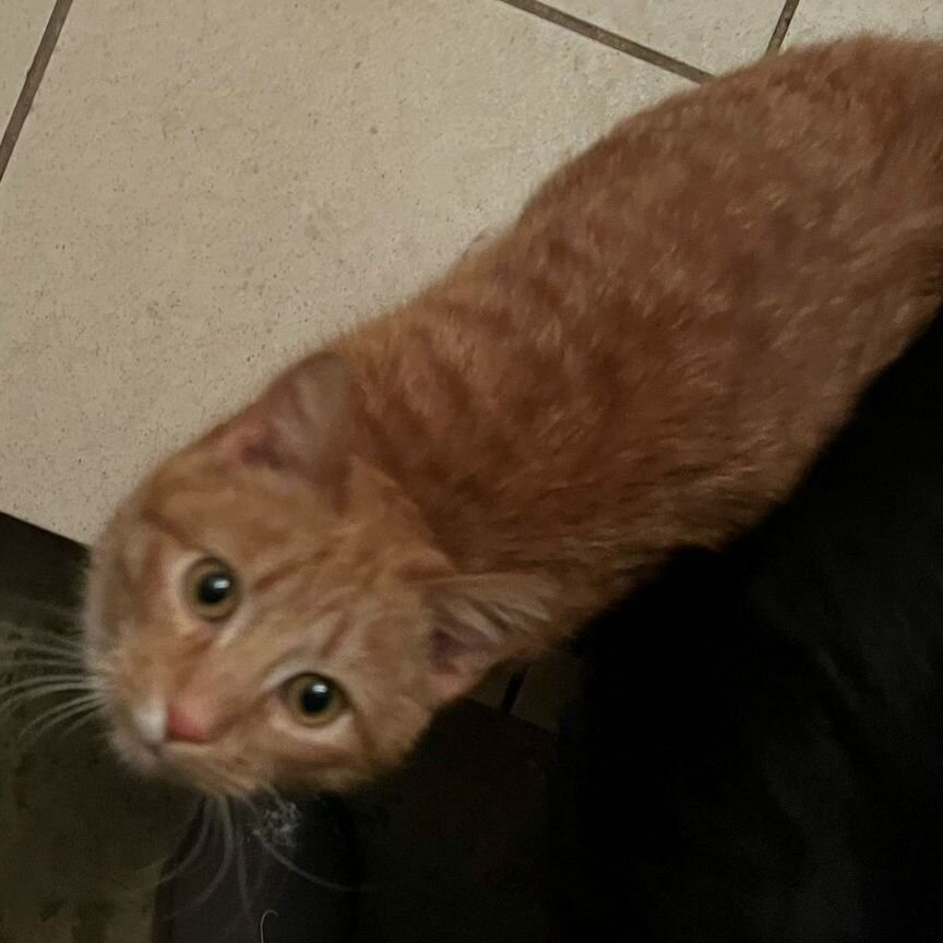 Взрослый кот в добрые руки