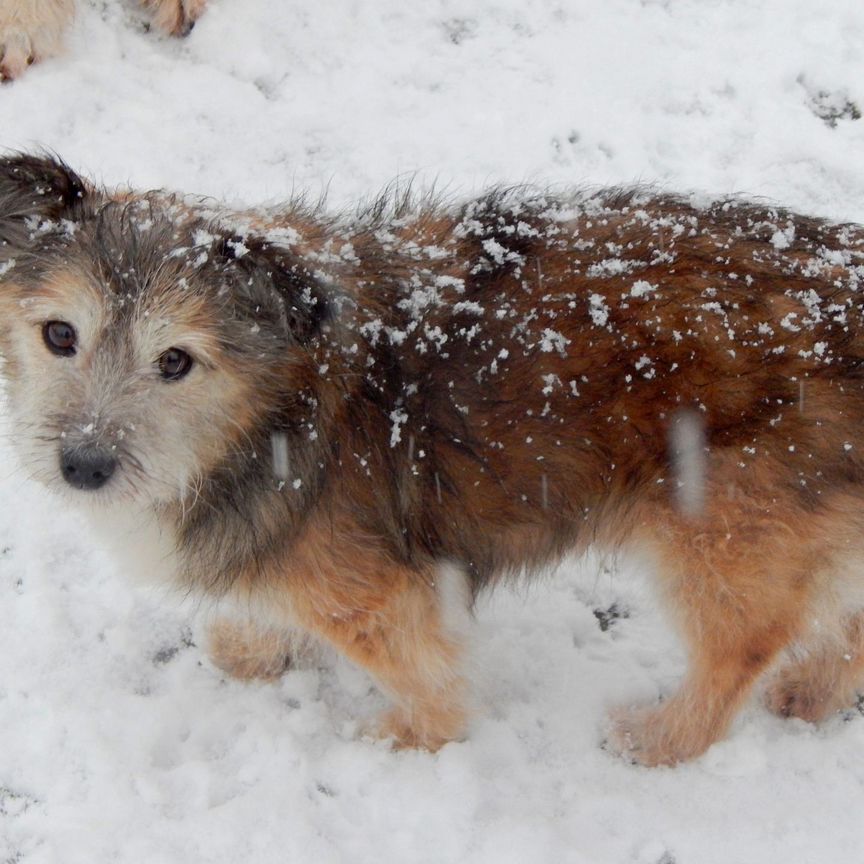 Маленькая собака в добрые руки