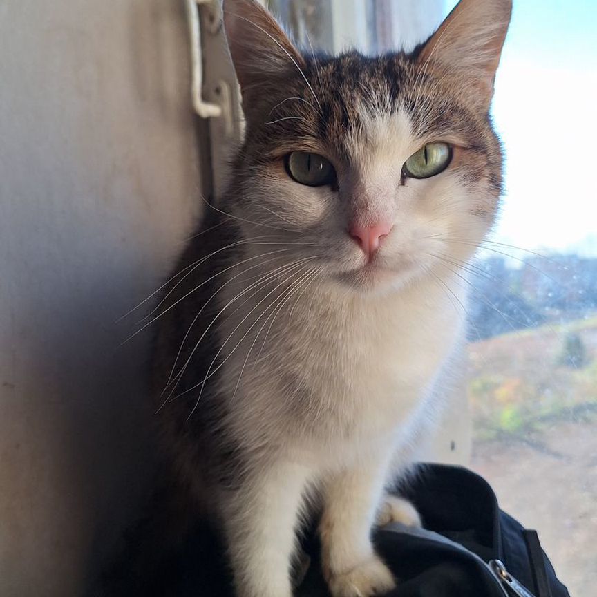 Кошка Ксюша