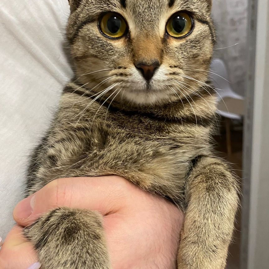 Кошка