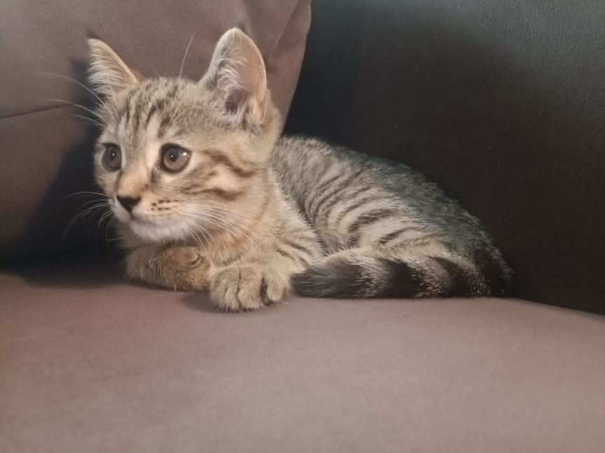 Кошечка в добрые руки Шотландской породы