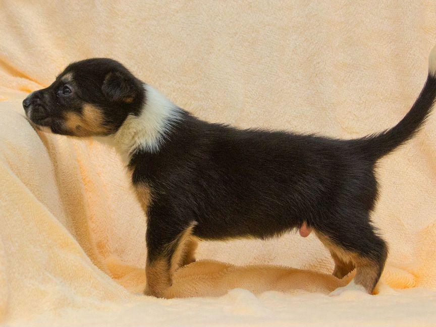 Щенок Смоки в добрые руки