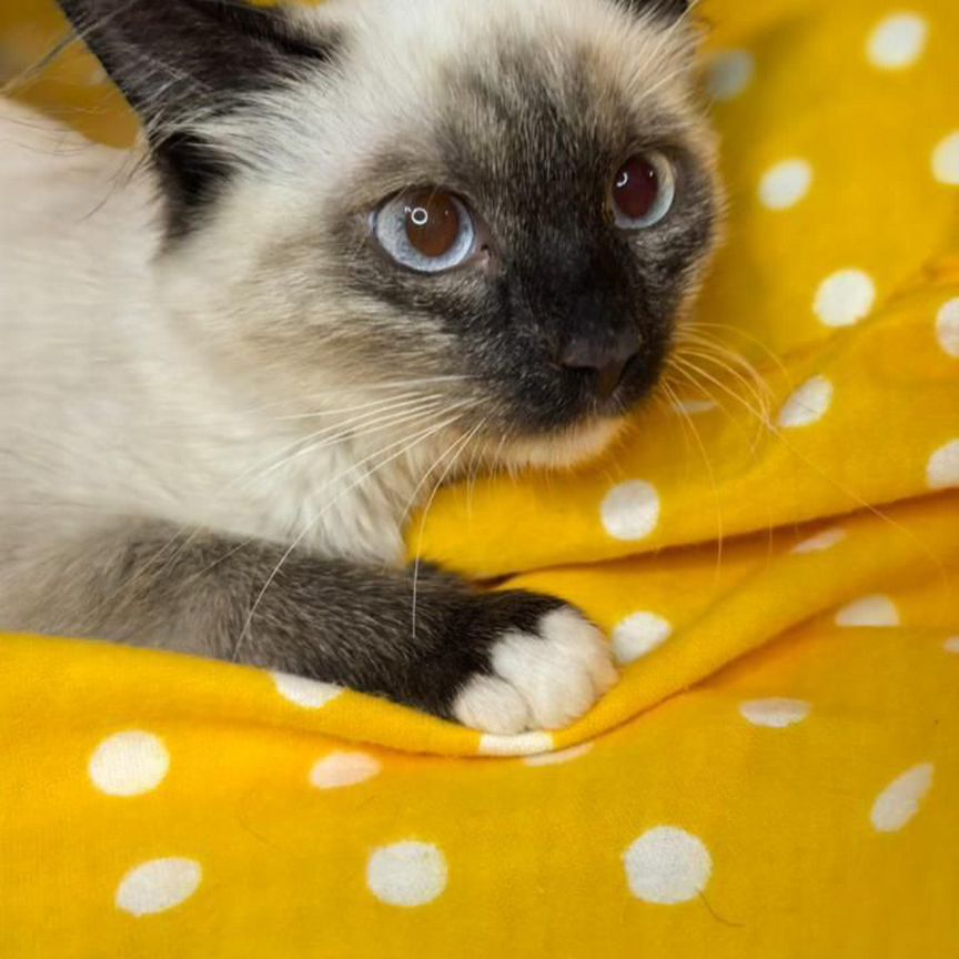 Бирманский котёнок девочка в добрые руки