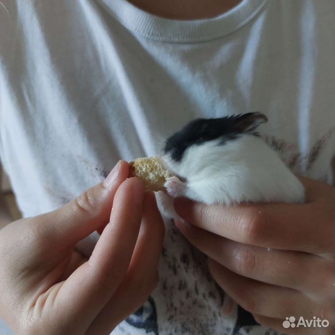 Хомяк две девочки