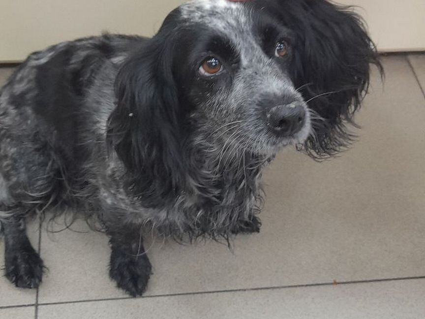 Русский спаниель