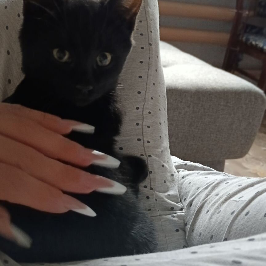 Котята ищут дом