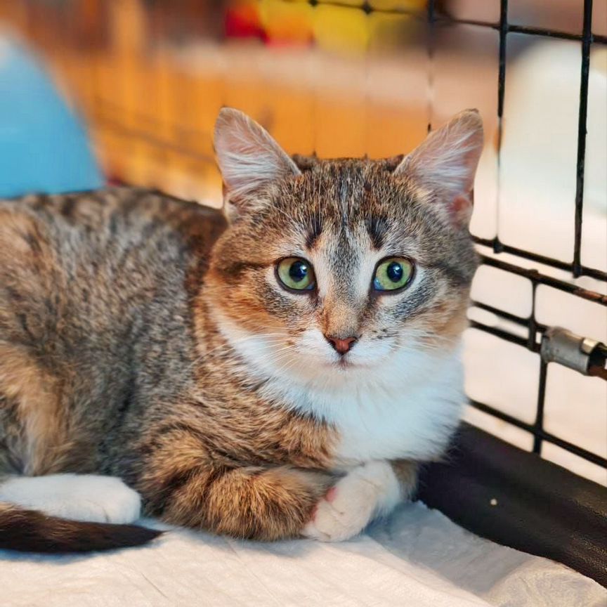 Котик в добрые руки