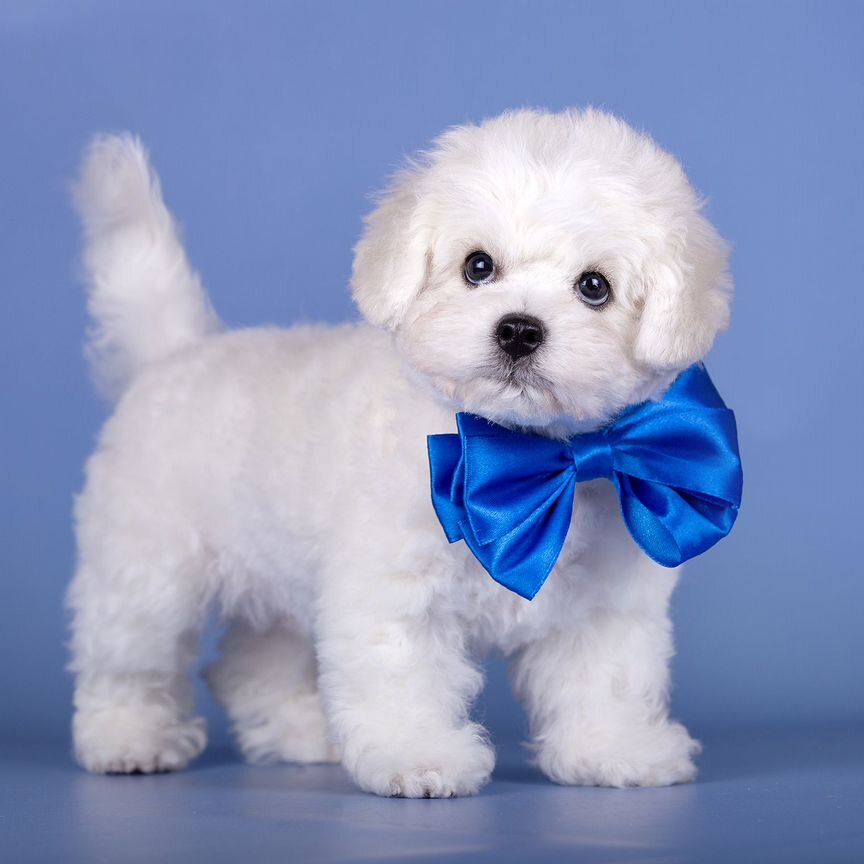 Шикарный щенок Бишон Фризе