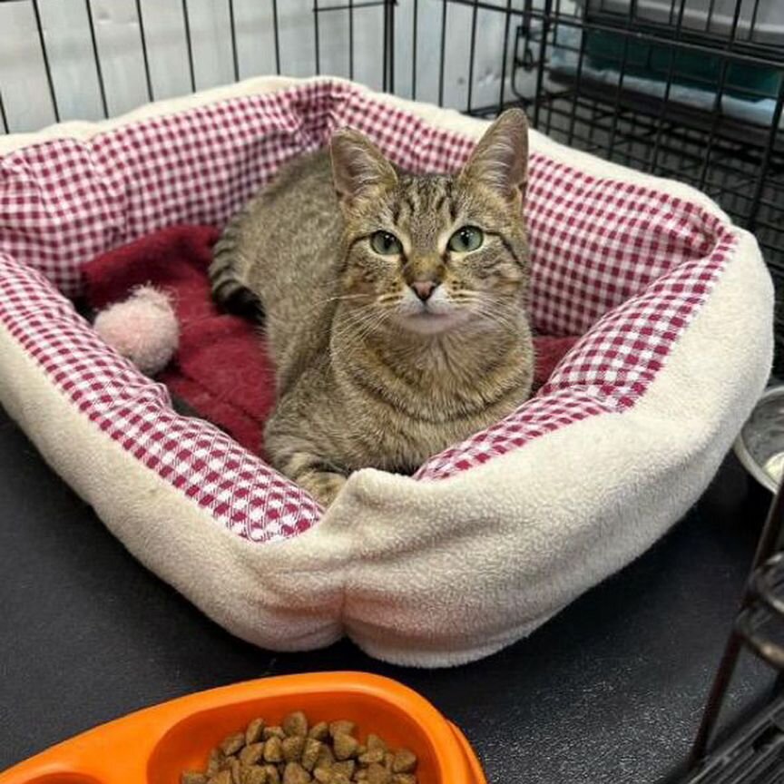 Коты в добрые руки