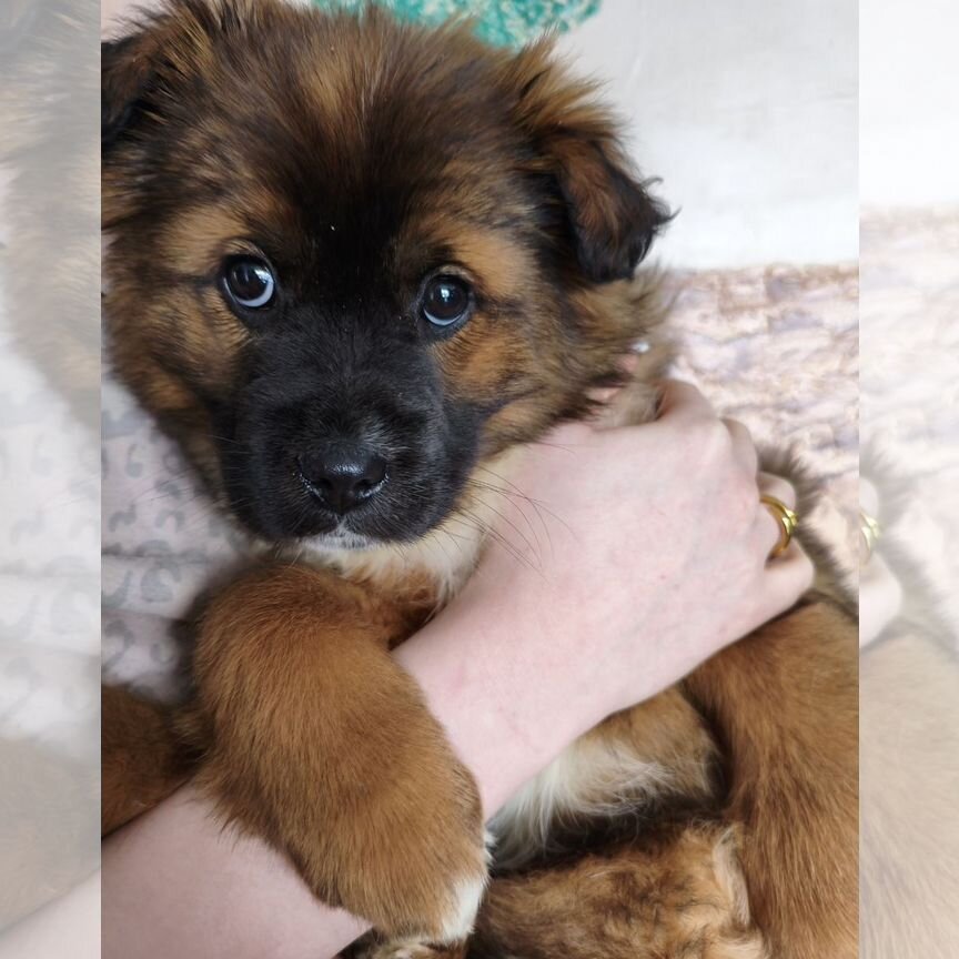 Щенок в добрые руки