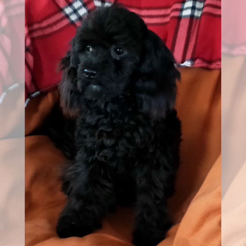 Мальчишки подростки Той пудель