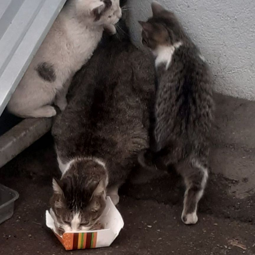Бездомные котята