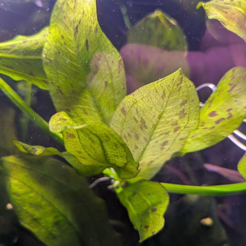 Растения для аквариума