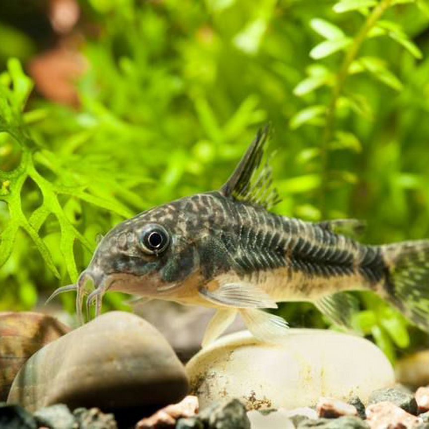 Отдам бесплатно рыбок