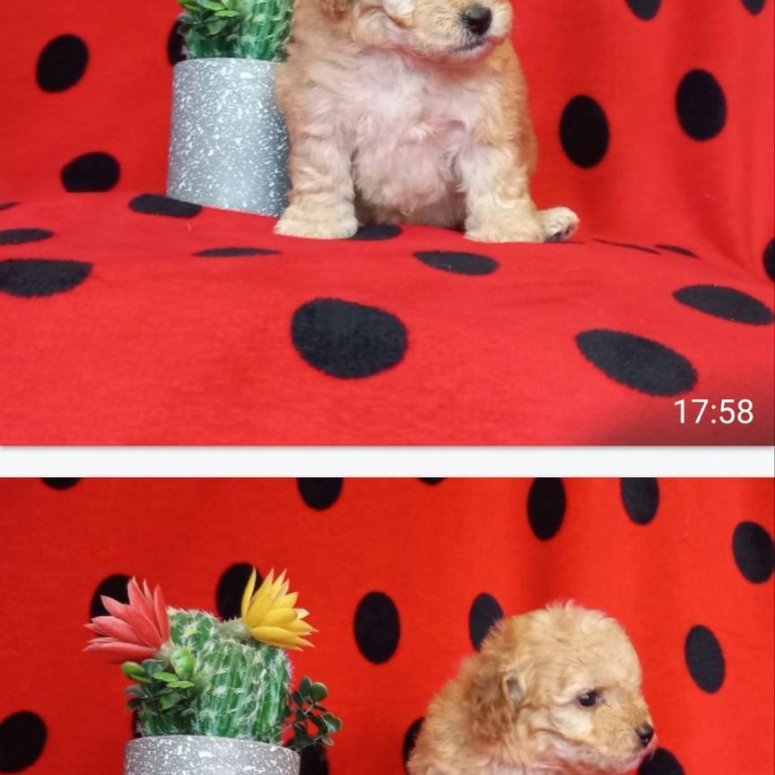 Девочка пудель абрикос