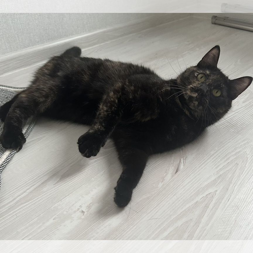 Взрослая, кошка в добрые руки