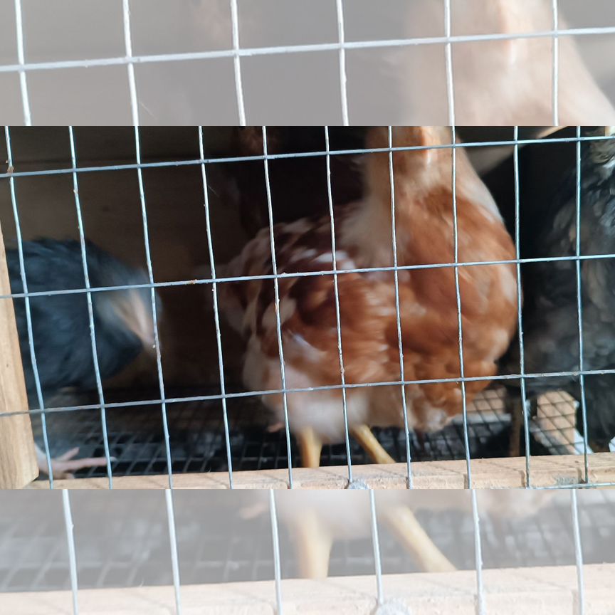 Молодые курочки