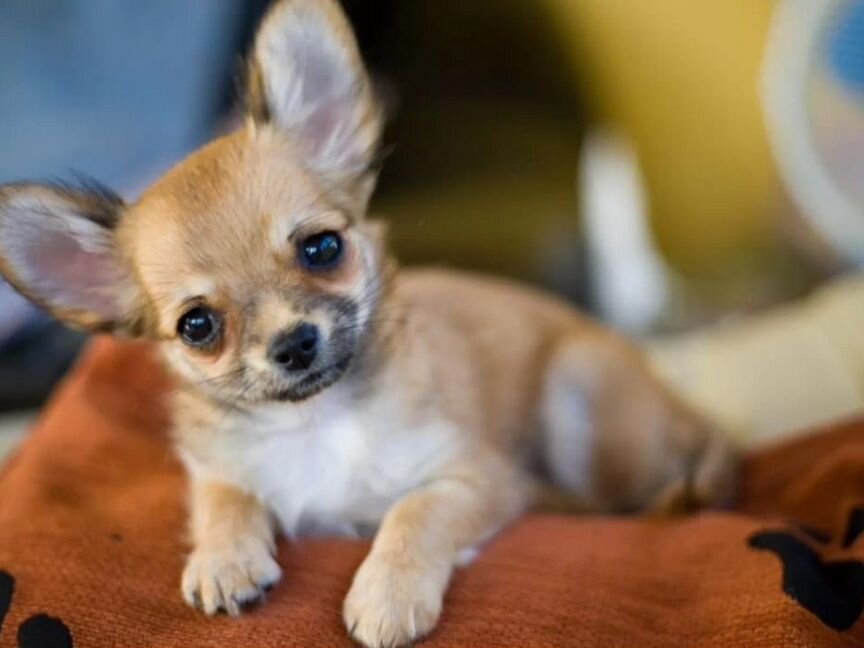 Чихуахуа+шпиц щенки