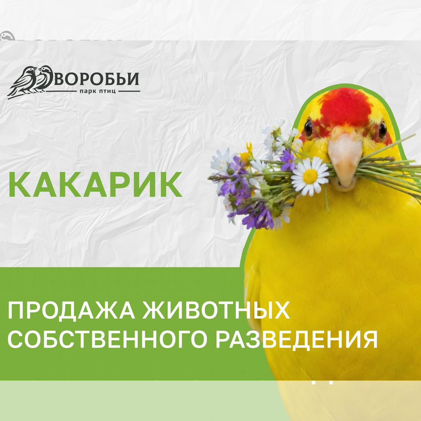 Попугай Какарик