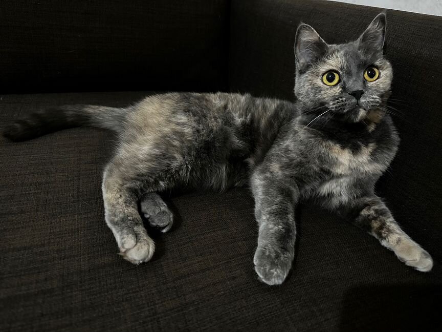 Отдам бесплатно кошку стерилизованную с приданным