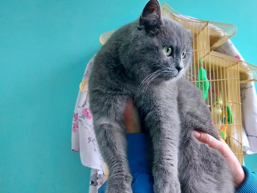 Британец 2 года