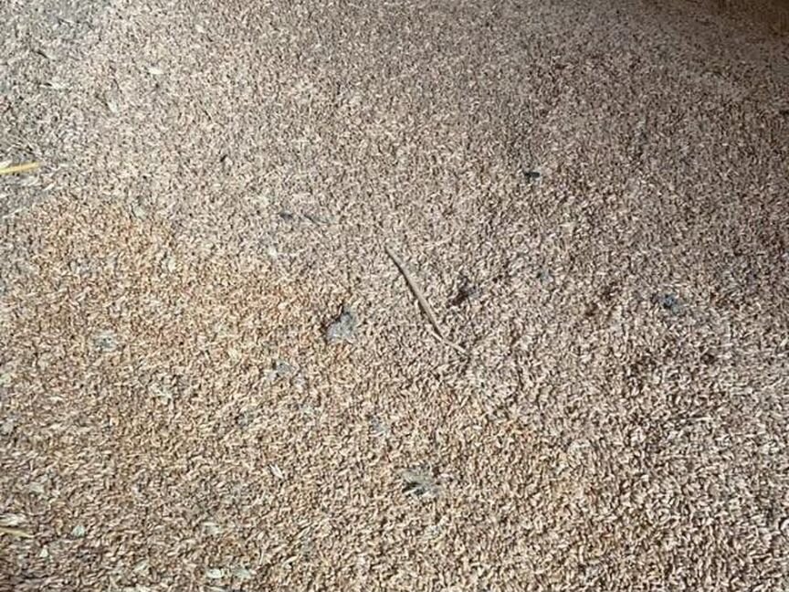 Пшеница озимая, Фуражный ячмень на корм/посев