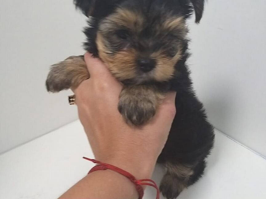 Чистокровные йорки с паспортом